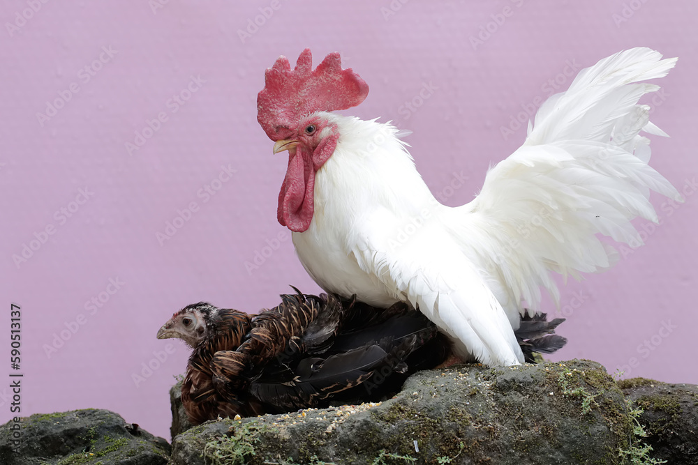 A rooster is foraging on a rock overgrown with moss. Animals that are ...