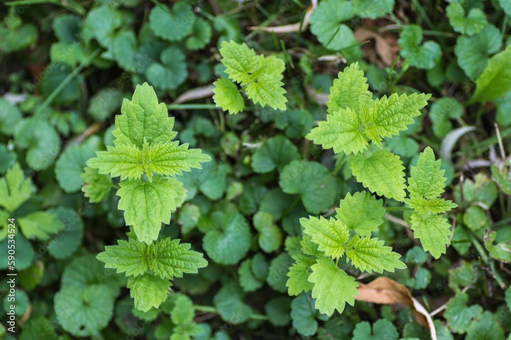 Young common stinging nettles growing in spring. Edible wild plant full ...