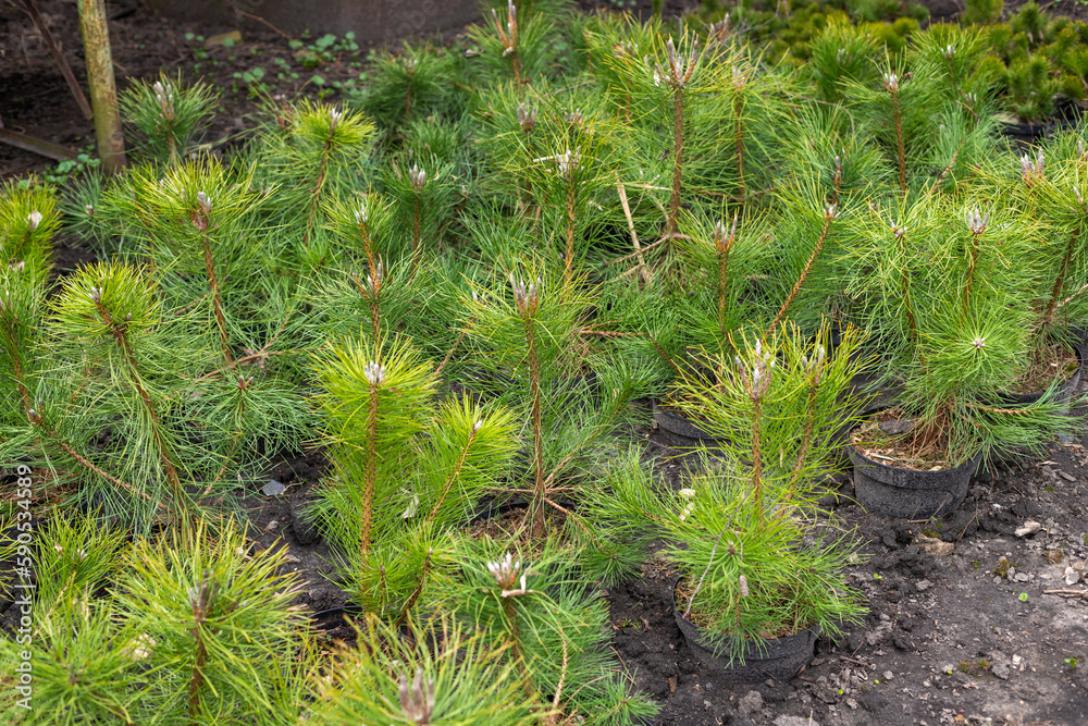 Young plants for forest restoration. Green seedlings of coniferous ...