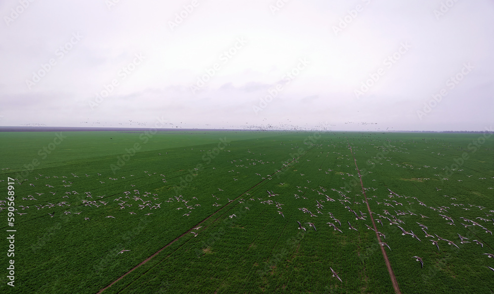 Flock of geese in flying over farm fields. Flight with wild birds ...
