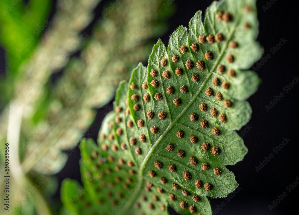 Sorus cluster on the underside of a fern leaf. Macro photography. Stock ...