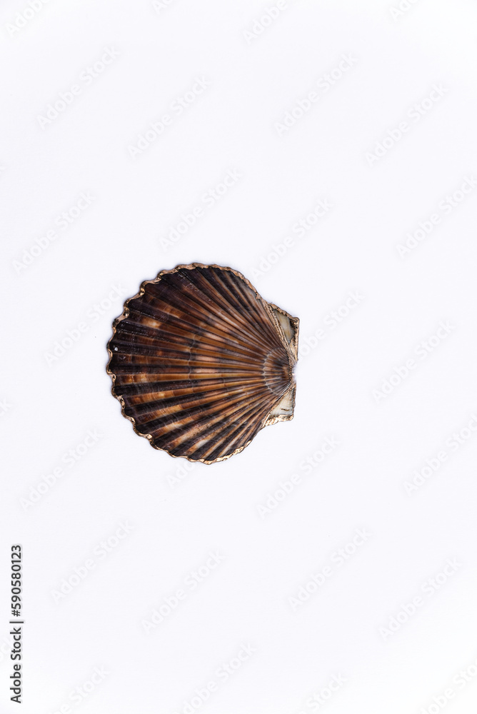 Shells isolated on a white background, types of seashells, isolated ...