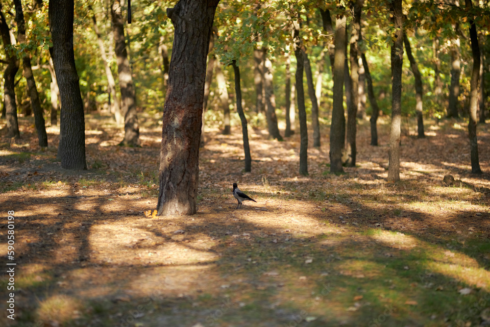 A black and white corvid sits on the ground in a summer forest with a ...