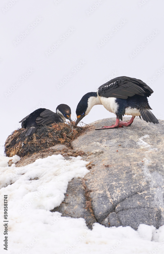Two blue eyed shags build a nest in Antarctica Stock Photo | Adobe Stock