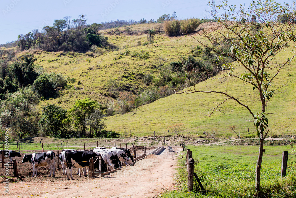 Cows confined in a dairy farm on countryside of Minas Gerais state ...