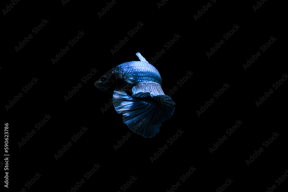 Betta fish, Siamese fighting fish, betta halfmoon, Betta splendens ...