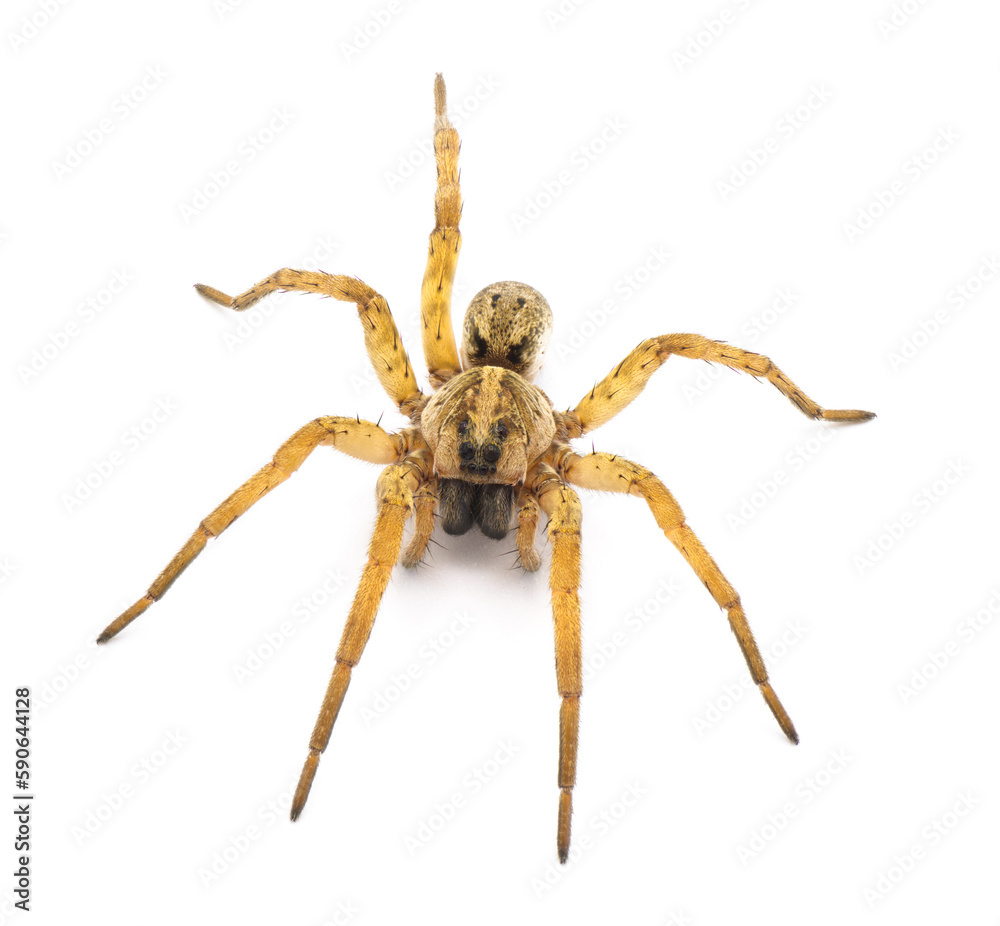 Tigrosa annexa is a species of wolf spider in the family Lycosidae. It ...