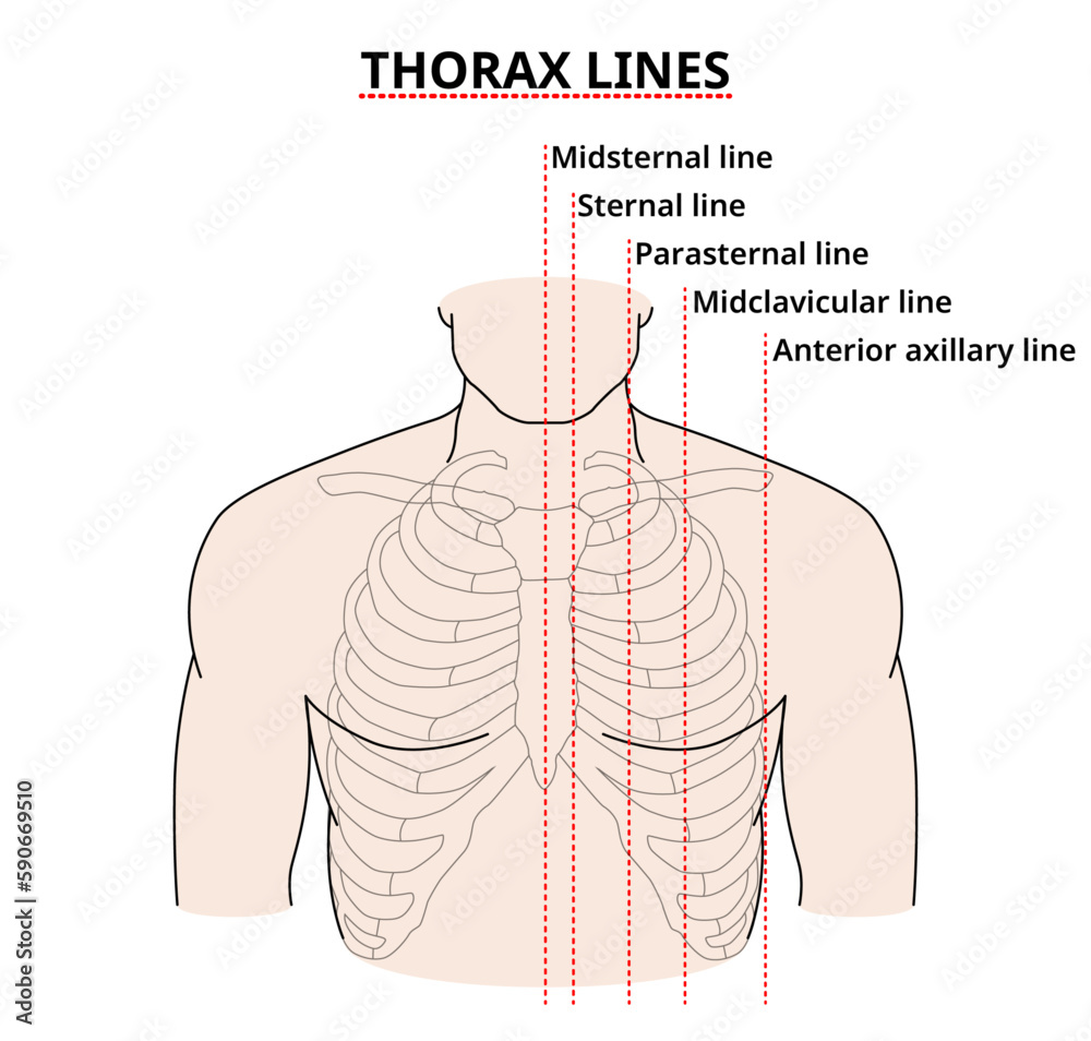 Thorax Lines - Anterior Thorax - Physical Examination - Medical Vector ...