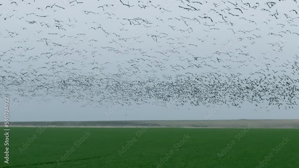 Flock of geese in flying over farm fields. Flight with wild birds, with ...