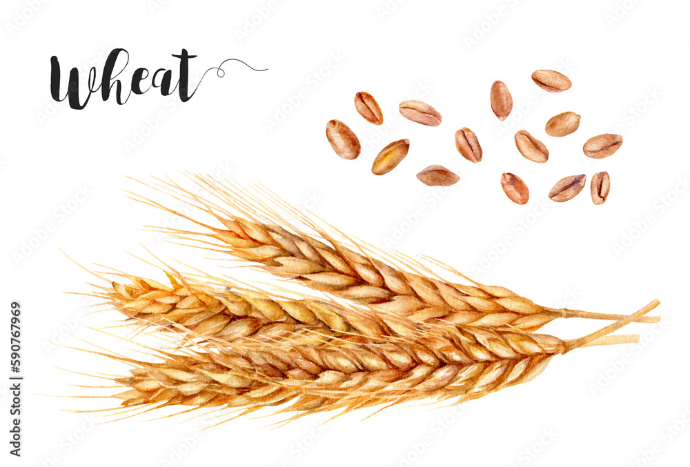 Watercolor painting of wheat isolated on white background, closeup ...