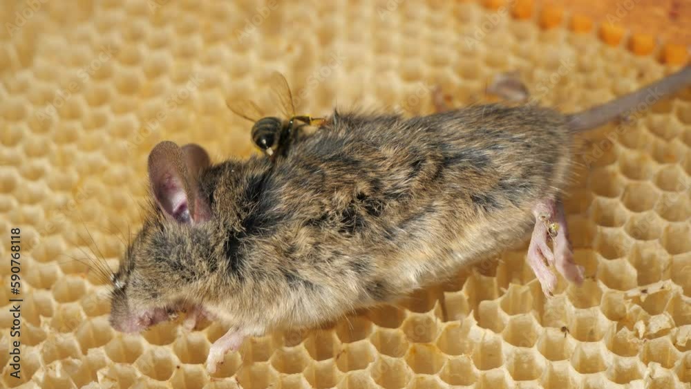 Video Stock Bees sting a mouse that has entered the hive. You can see ...