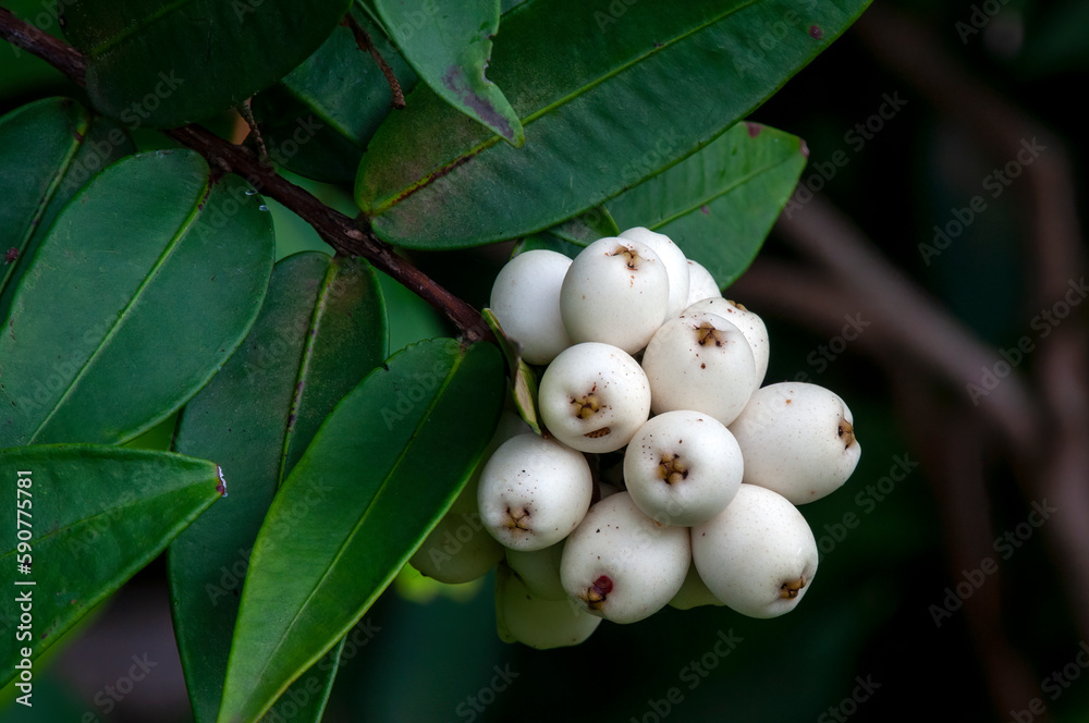 Sydney Australia, white berries of Austromyrtus dulcis or midgen berry ...