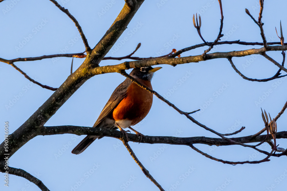 bird on a tree Stock Photo | Adobe Stock