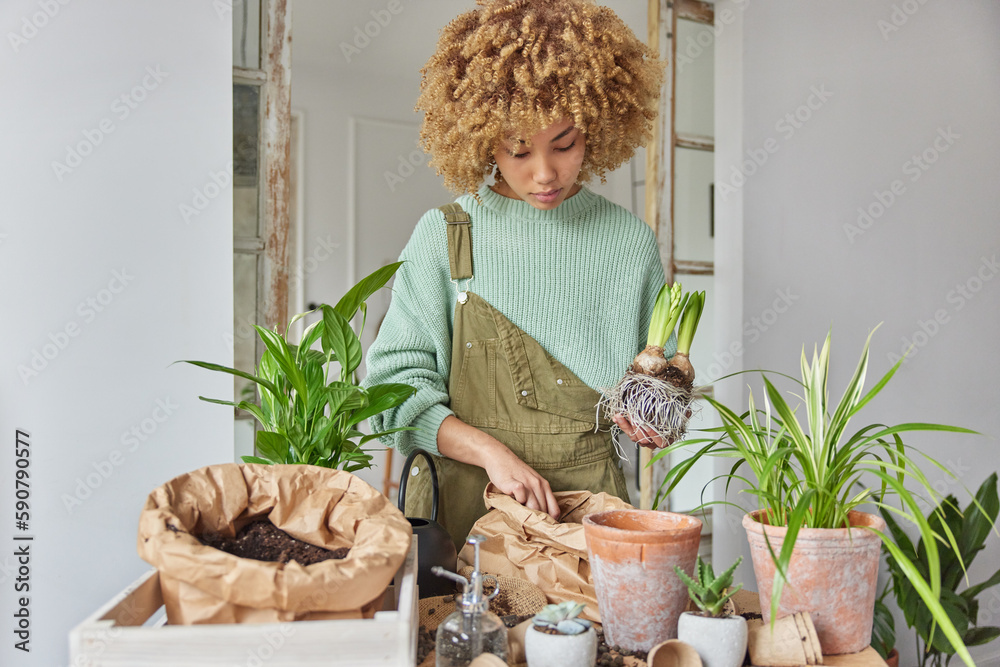 Caring and reproduction for potted plant. Professional curly haired ...