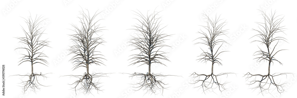 Photography Poster trees with roots, small leafless plants, isolated on ...
