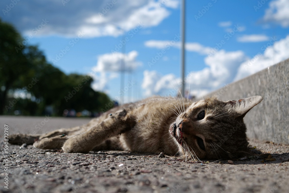 Dead Cat On Road