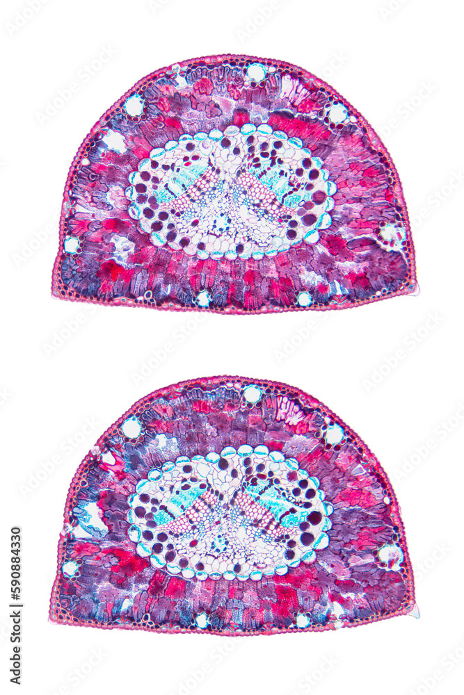 Fotografia do Stock: Pine tree leaf, cross section, 20X light ...