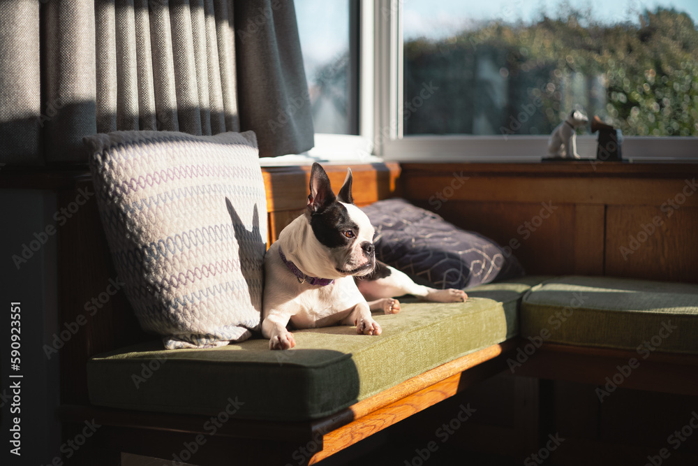 Boston Terrier dog lying in the sun on green cushions on a bay window ...
