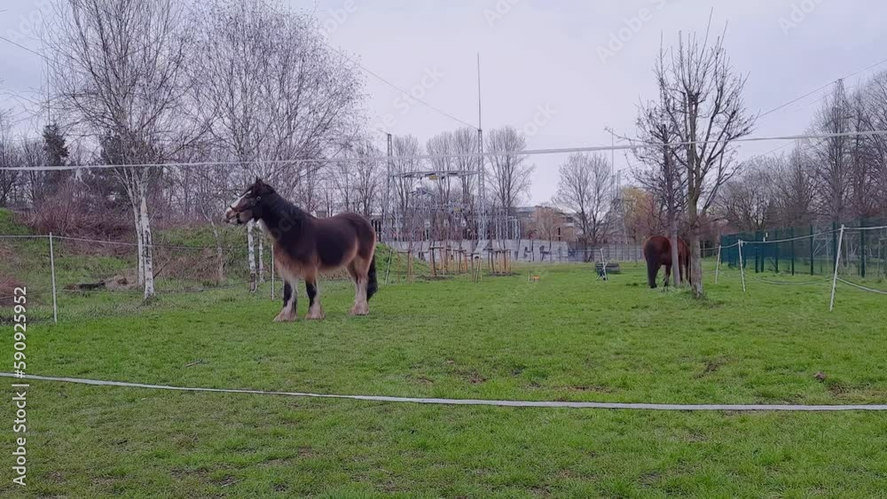 Horses in city. Animal life in modern city. Brown horses graze on green ...