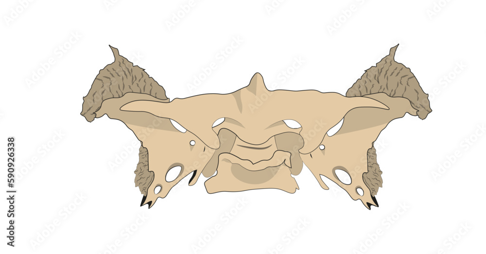 Anterior face of the sphenoid bone. Irregular human bone shaped like a ...