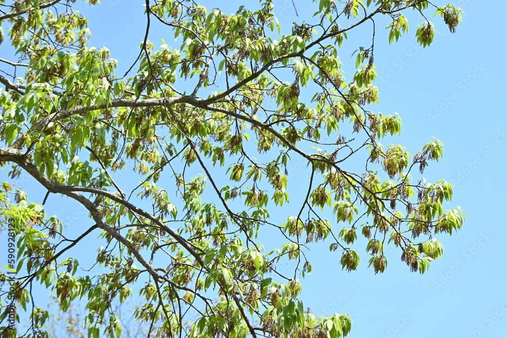 Konara oak ( Quercus serrata ) tree. Fagaceae deciduous tree. It is ...