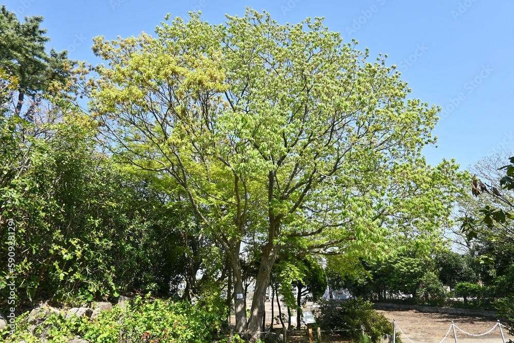 Konara oak ( Quercus serrata ) tree. Fagaceae deciduous tree. It is ...