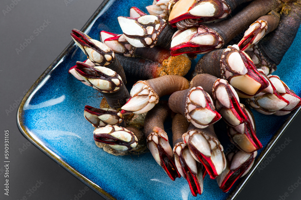 Barnacles, goose neck barnacle, percebes, gallician barnacles ...