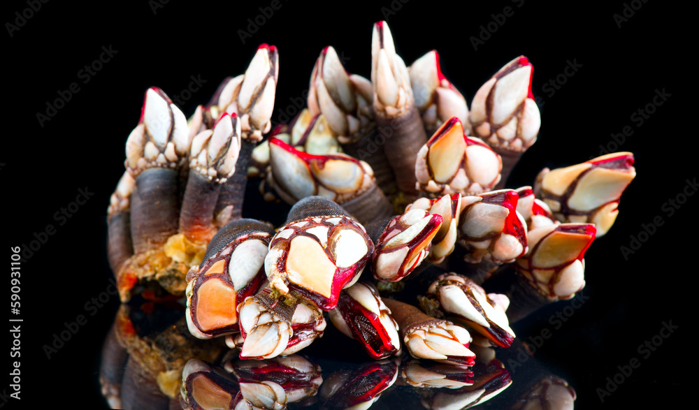Barnacles, goose neck barnacle, percebes, gallician barnacle ...
