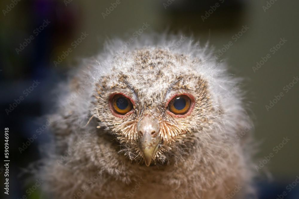 The Javanese owl, also known as the Sunda scops owl or Celepuk in ...