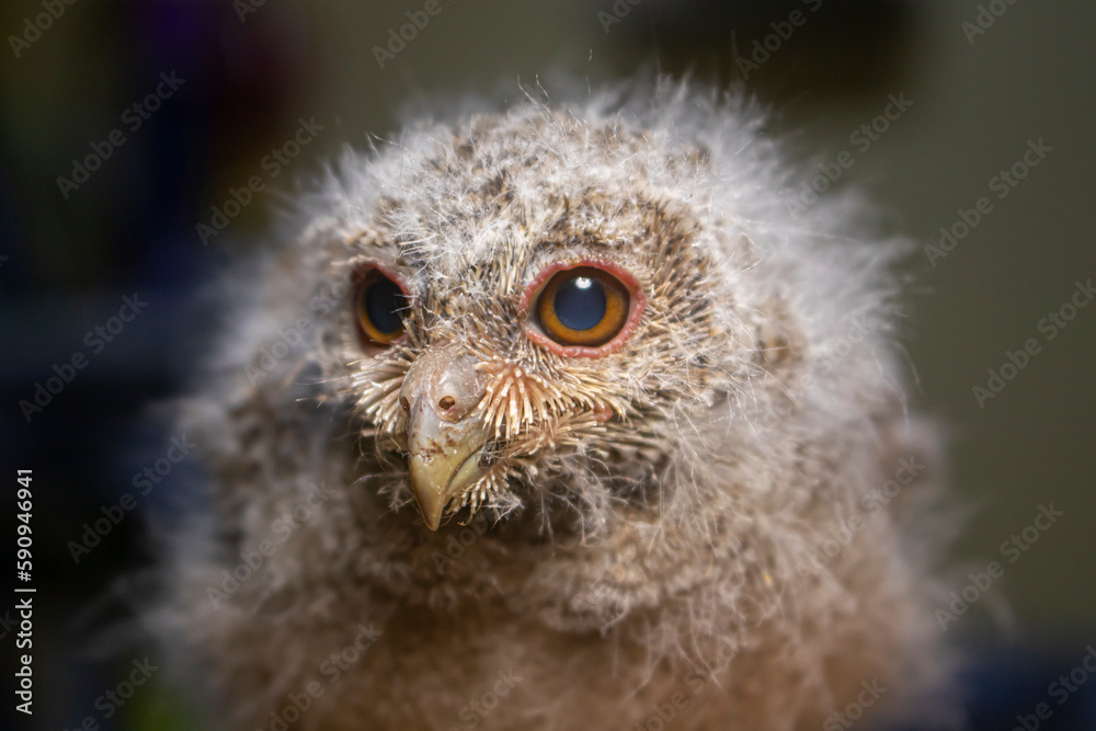 The Javanese owl, also known as the Sunda scops owl or Celepuk in ...
