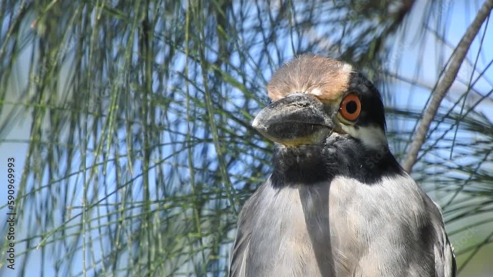 Yellow-crowned Night-Heron, Garza Nocturna Corona Clara, Nyctanassa ...