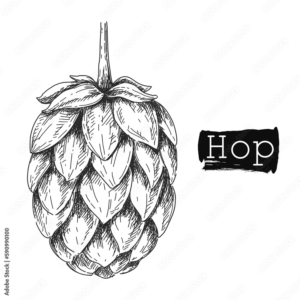 Hop sketch pen and ink vintage illustration, draft silhouette drawing ...