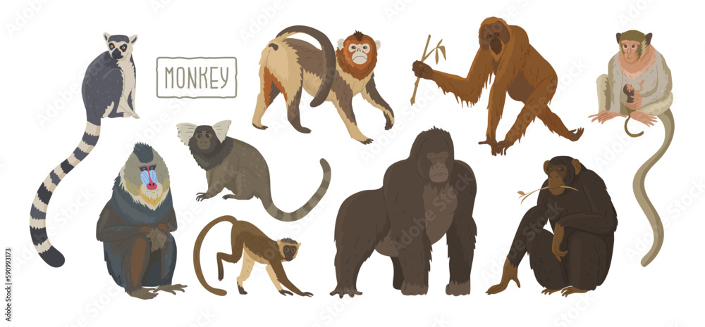 Set of 9 different types of monkeys. Variety of primates, mammals ...