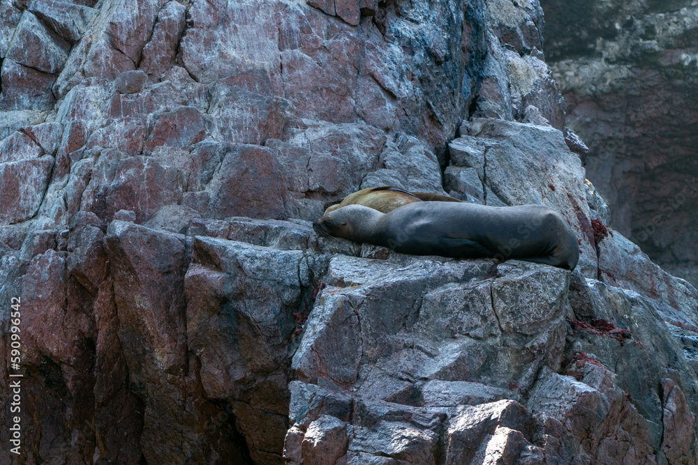 lobos marinos durmiendo en las rocas de las islas ballestas en paracas ...