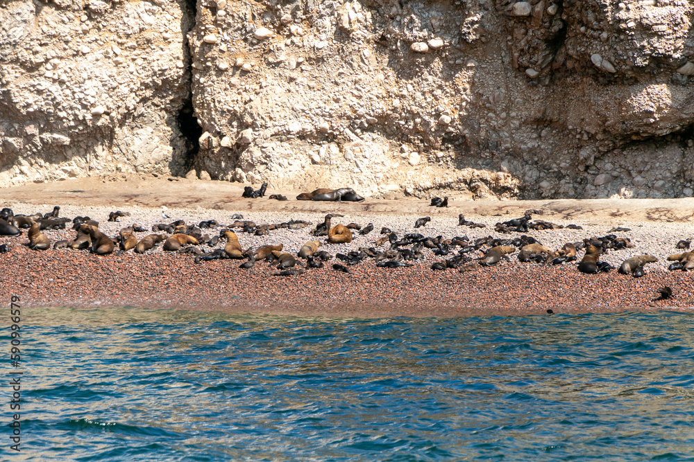 isla ballesta en paracas con aves y lobos marinos descansando en las ...