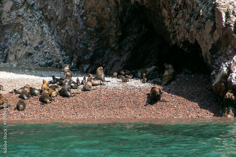 lobos marinos durmiendo en las rocas de las islas ballestas en paracas ...