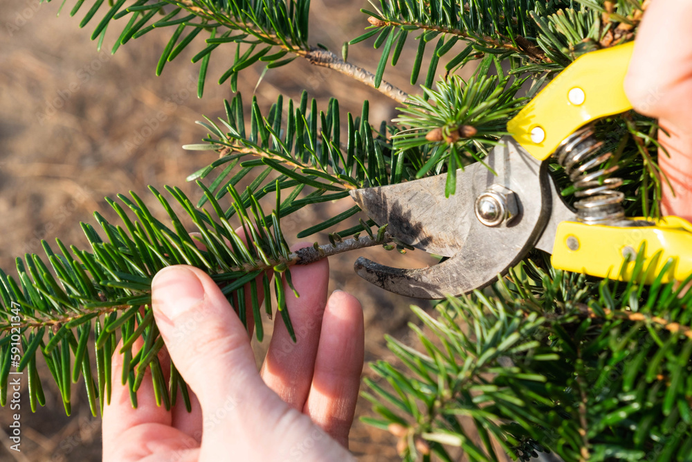 Pruning fir with pruning shears in spring. The formation of the crown ...