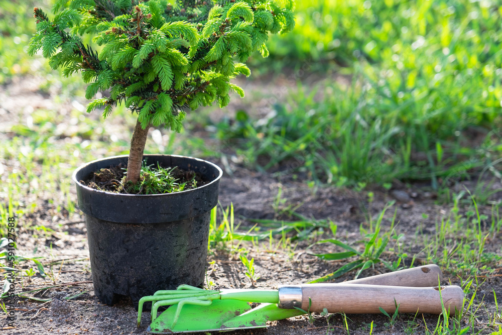 Coniferous plants in pots with a closed root for planting on your ...