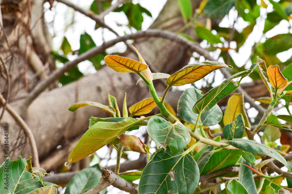Banyan fruit, Ficus benghalensis, commonly known as the banyan, banyan ...