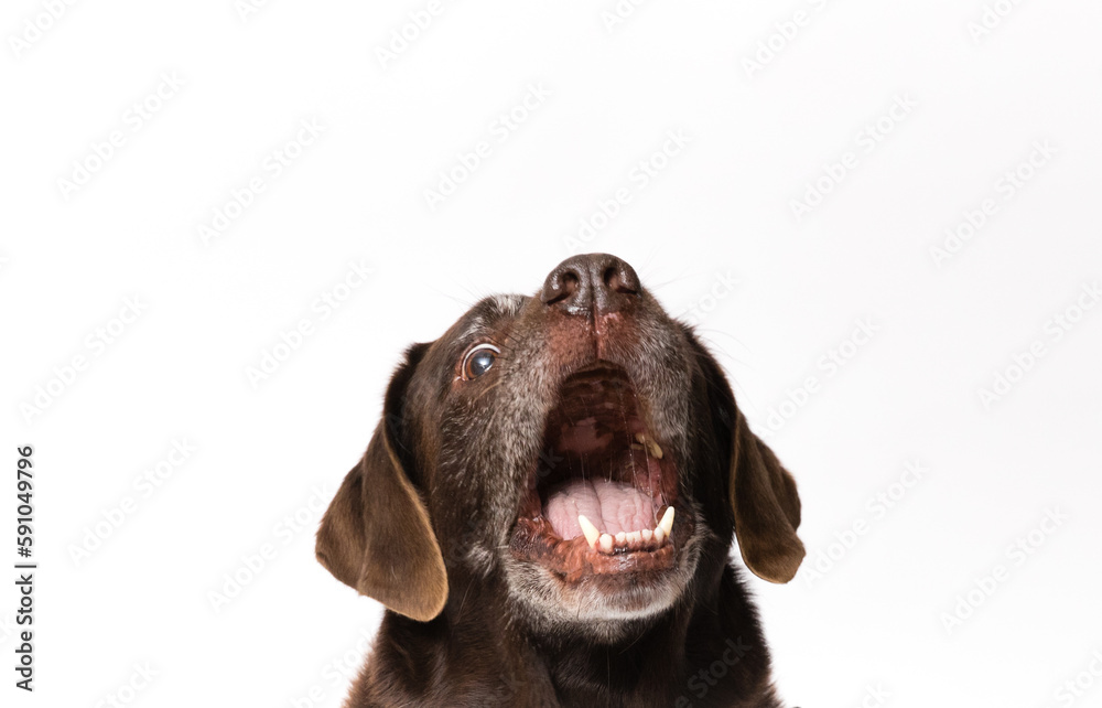 labrador dog hilariously opens his mouth which looks like he is ...