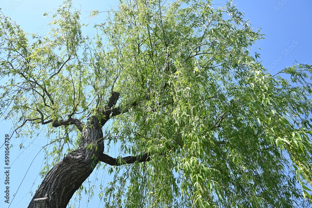 The weeping willow tree. A dioecious Salicaceae deciduous tree native ...