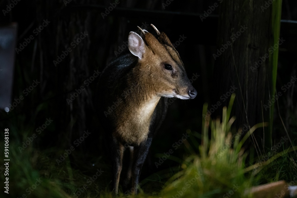 Cute Reeves's muntjac in the green field at night Stock Photo | Adobe Stock