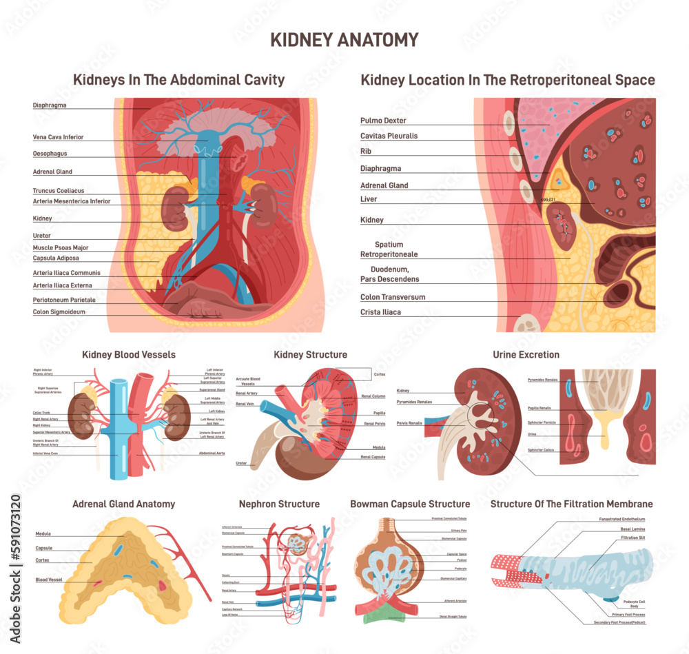 Kidneys anatomy set. Human urinary system organ structure, location ...