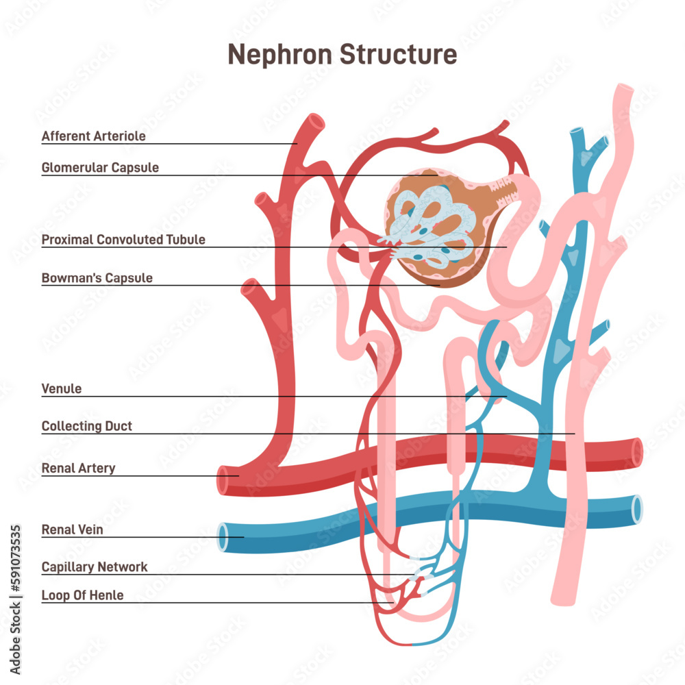 Nephron Anatomy