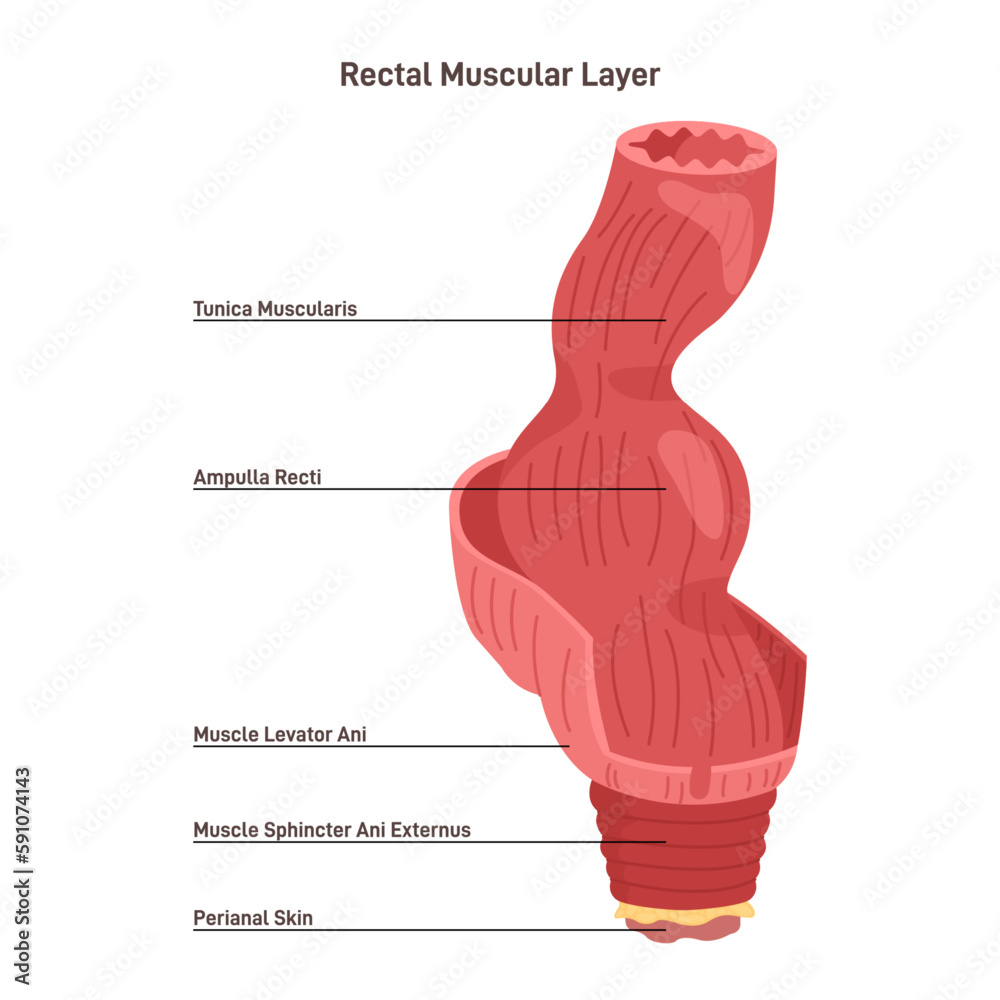 Rectum muscular strucutre. Perineal area skin, anal canal and sphincter ...