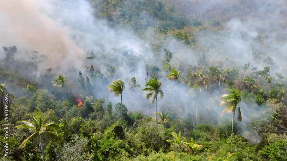 Natural disaster causing climate change and deforestation in tropical ...