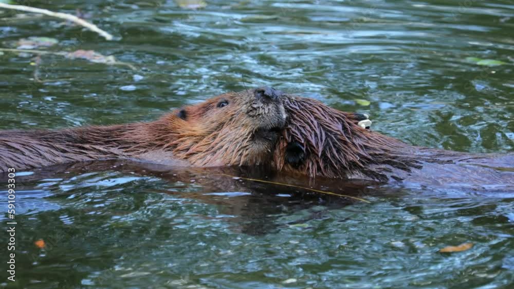 Eurasian beaver (Castor fiber) or European beaver is a beaver species ...