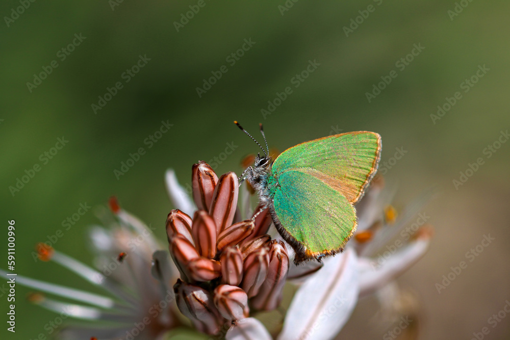 Emerald (Callophrys rubi) is a butterfly species of the Lycaenidae ...