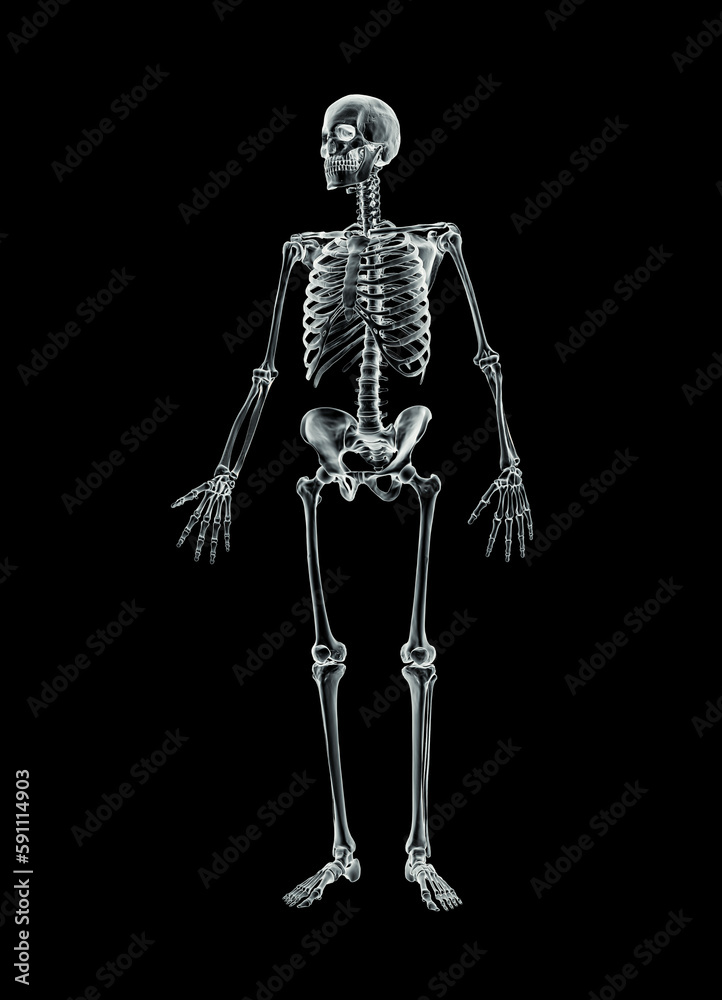 Xray anterior or front view of full human male skeleton 3D rendering ...