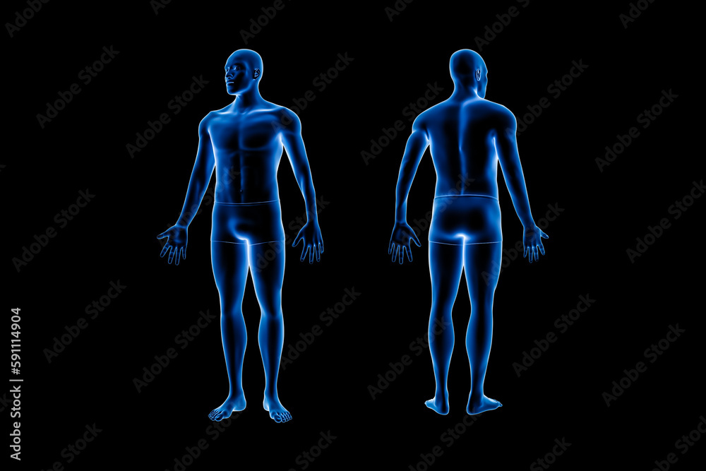 Front and back views of full human male body 3D rendering illustration ...